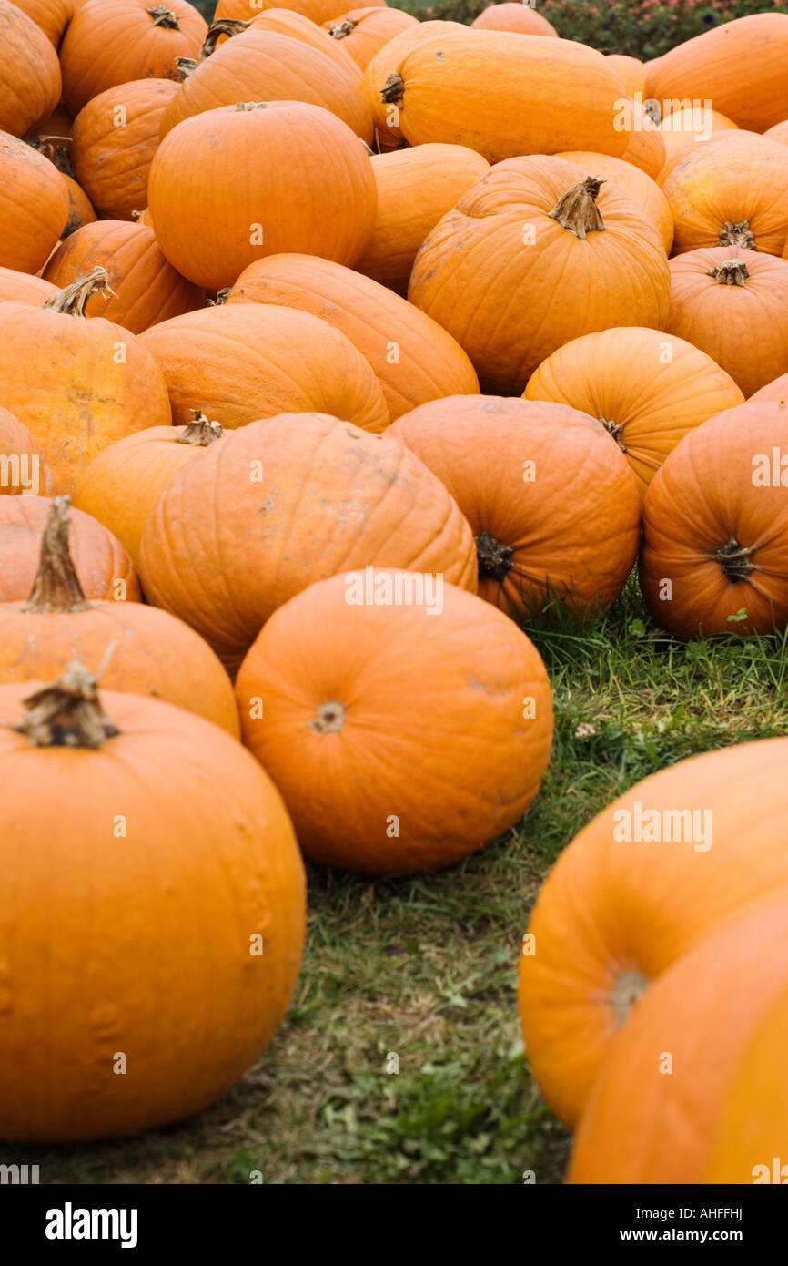 Pumpkin patch pumpkins in hi-res stock photography and images - Alamy