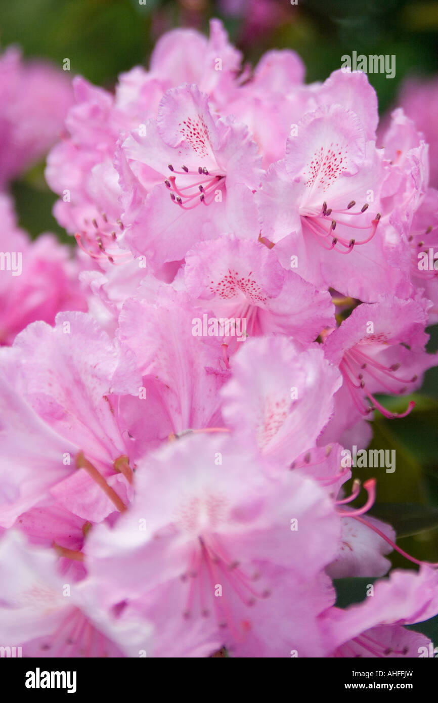 Pink rhododendron flowers Stock Photo - Alamy