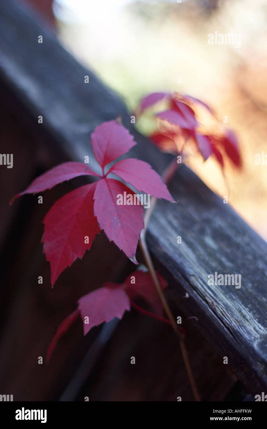 Red fall Boston ivy (Partenocissus tricuspidata) ornamental plant in ...