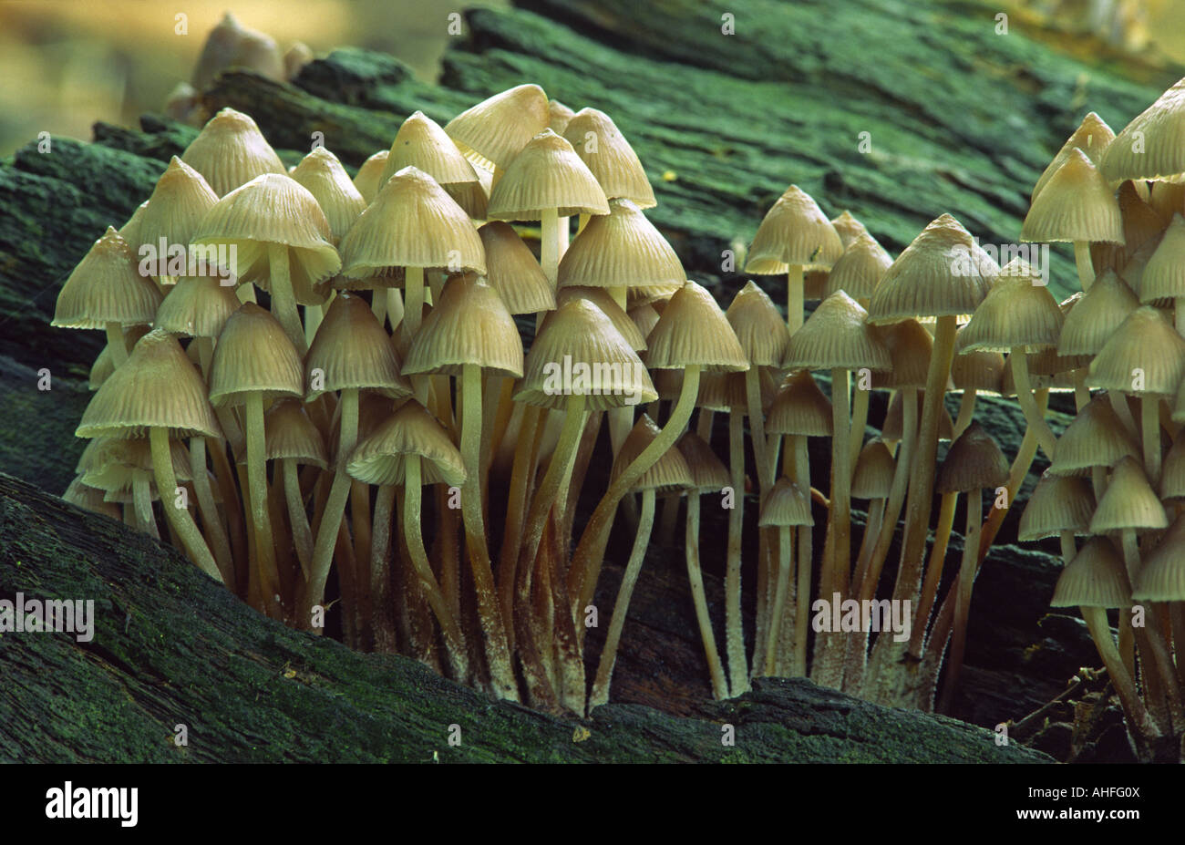 Woodland fairies hi-res stock photography and images - Alamy