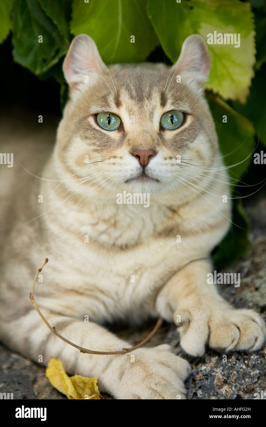 Portrait of Highlander cat outdoors Stock Photo - Alamy