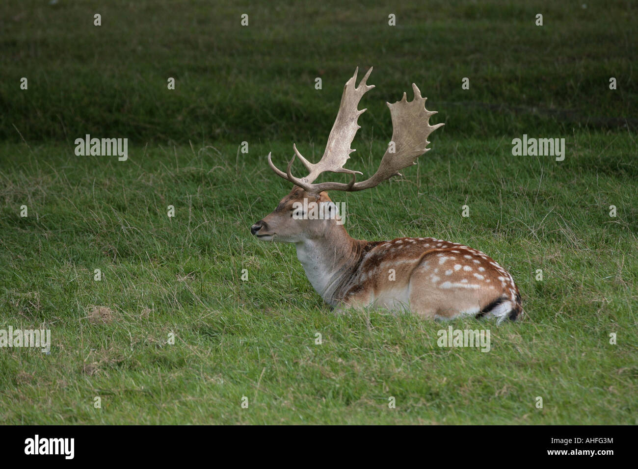 White stag sitting hi-res stock photography and images - Alamy