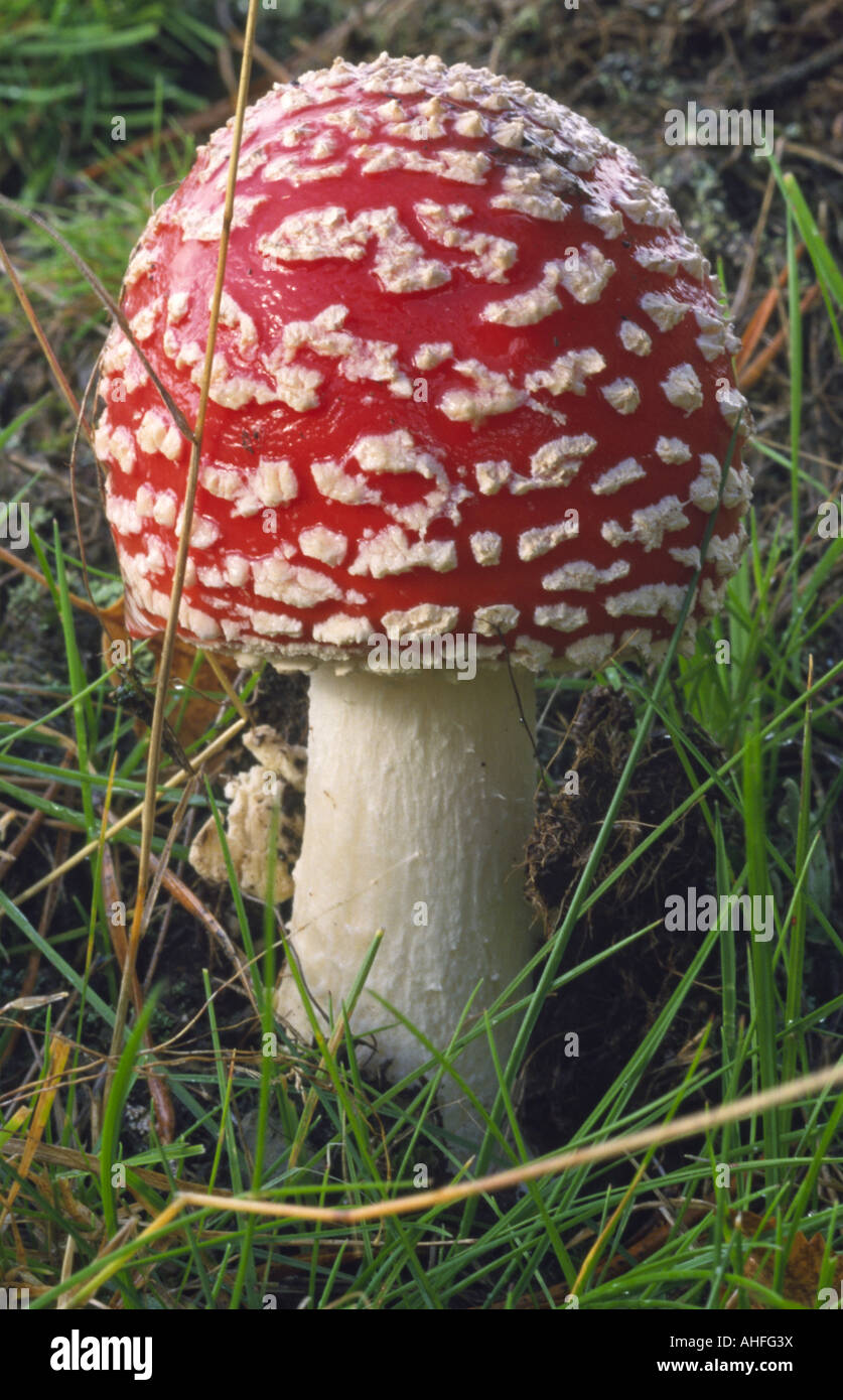 Red spotty mushroom hi-res stock photography and images - Alamy