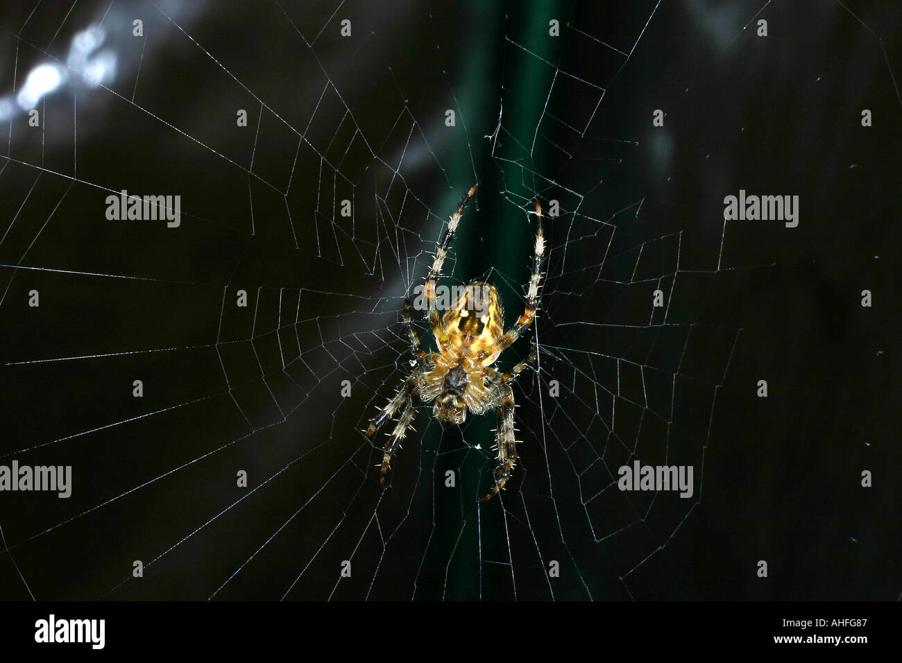 Underside view of spider hi-res stock photography and images - Alamy