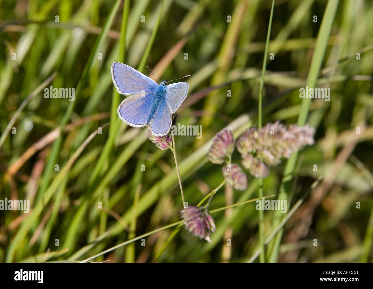 Polymmatues hi-res stock photography and images - Alamy