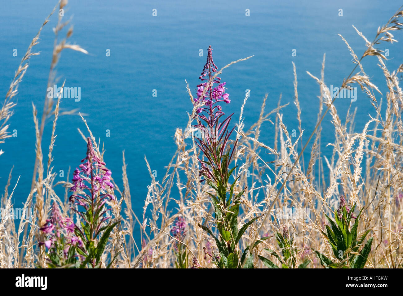 Long grasses and wild flowers on clifftop Croyde North Devon Stock ...