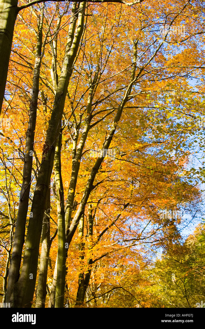 Elegant beech trees hi-res stock photography and images - Alamy