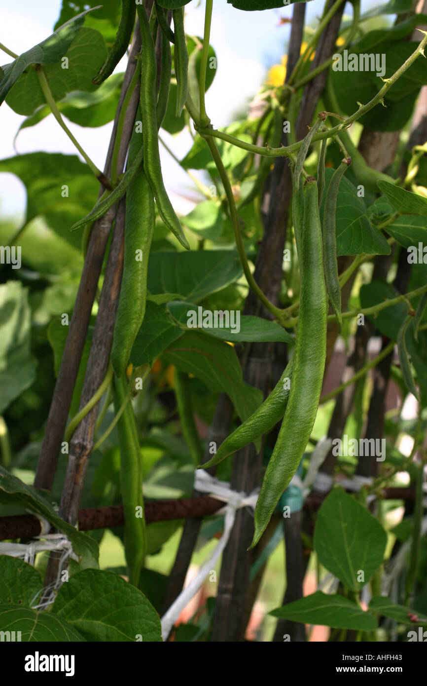 Fresh young runner beans hi-res stock photography and images - Alamy