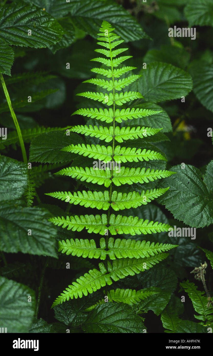 Single fern hi-res stock photography and images - Alamy