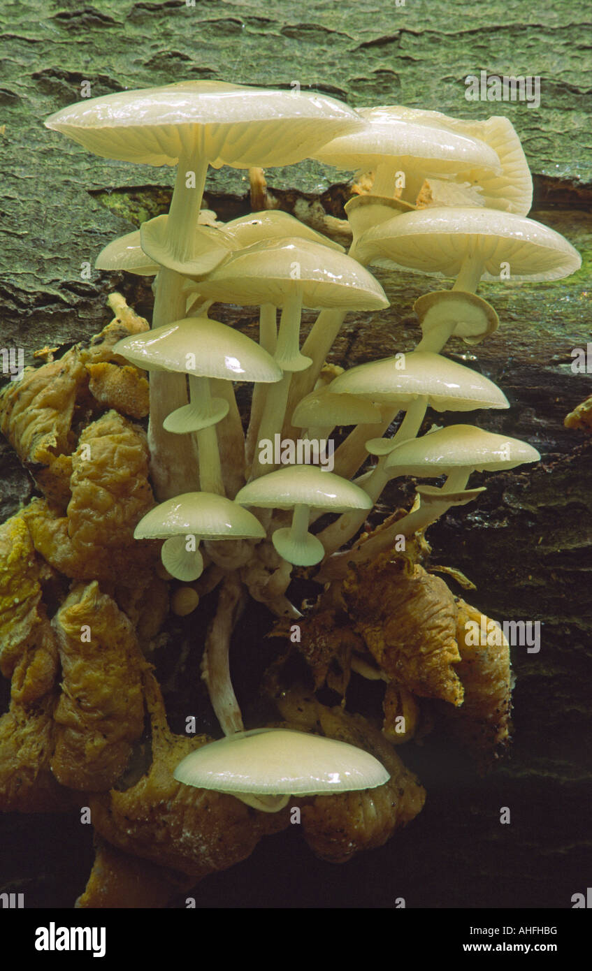 Porcelain fungus (Oudemansiella mucida), also known as poached egg ...