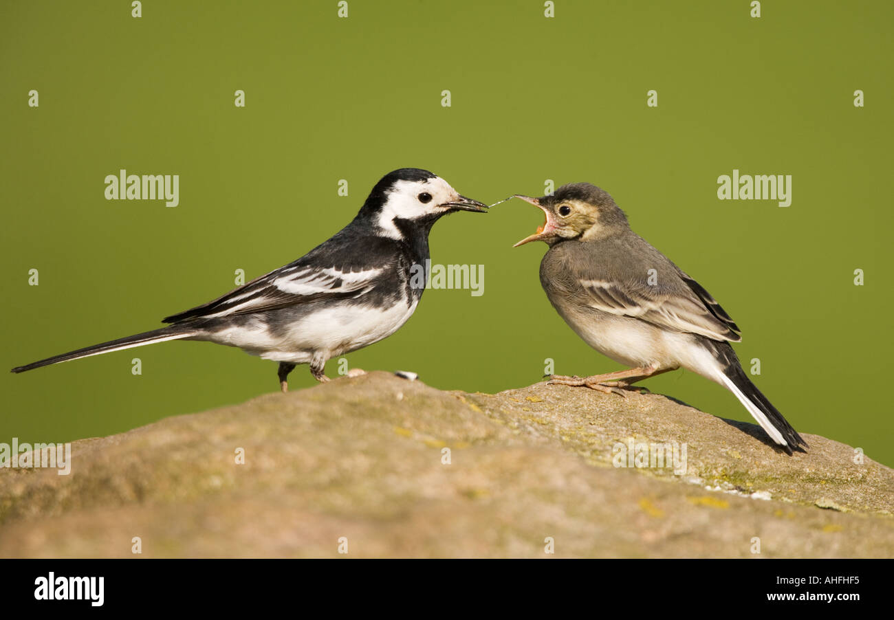 Baby pied wagtail hi-res stock photography and images - Alamy