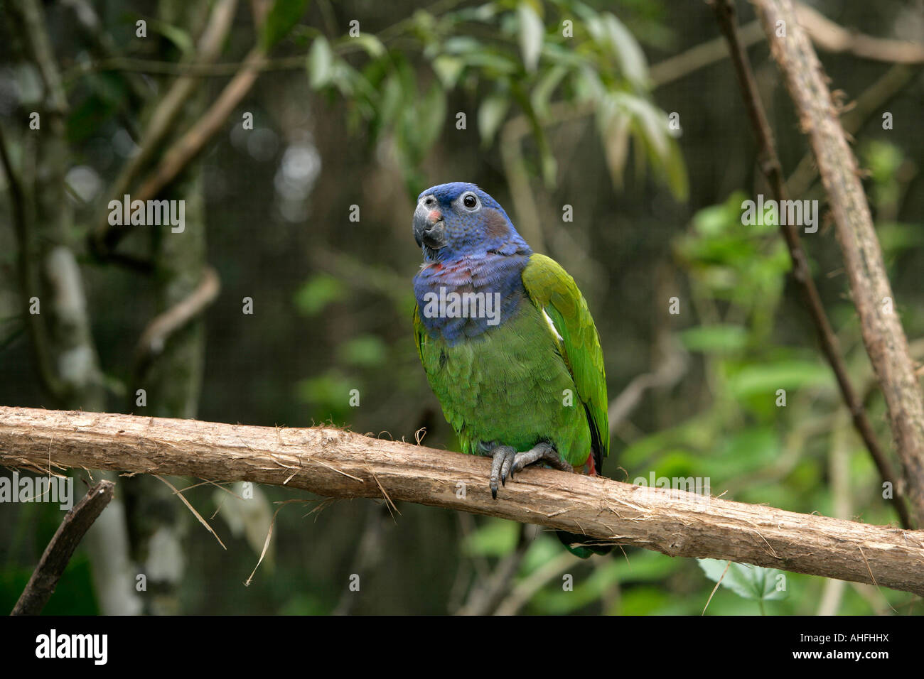 Blue headed parrot Pionus menstruus Brazil Stock Photo - Alamy
