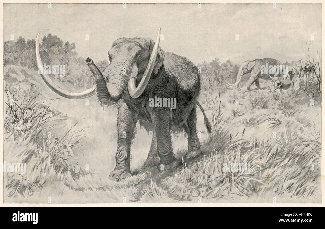 Mastodon hi-res stock photography and images - Alamy
