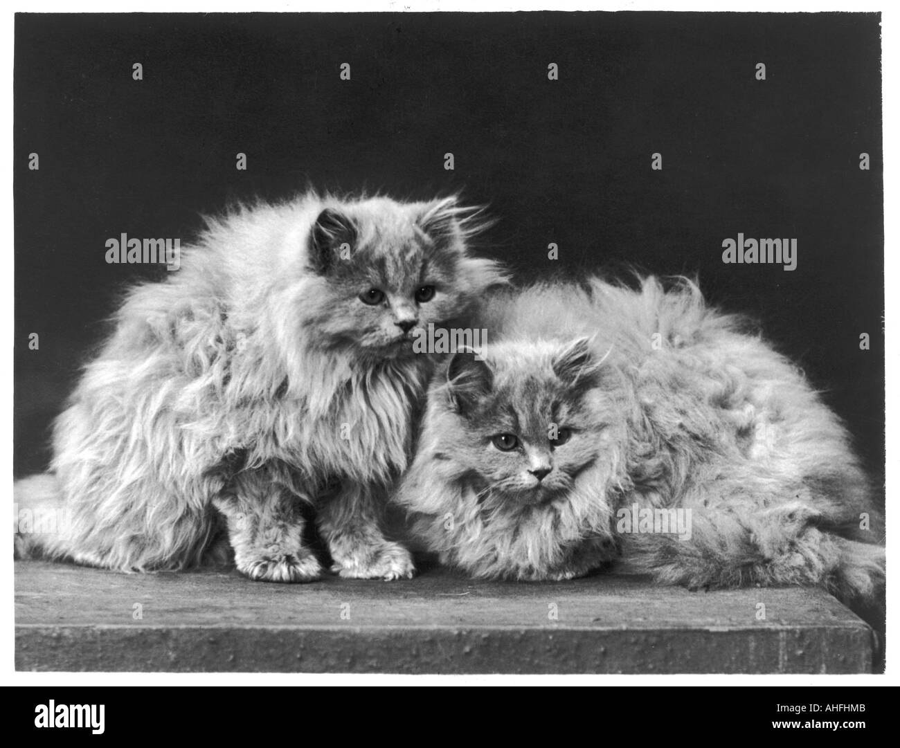 Blue Persian Kittens Stock Photo - Alamy