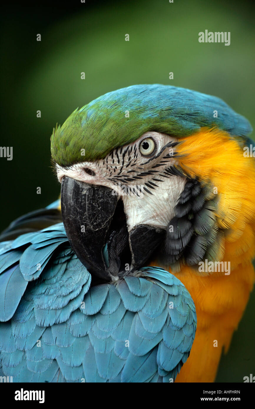 Ara ararauna hi-res stock photography and images - Alamy