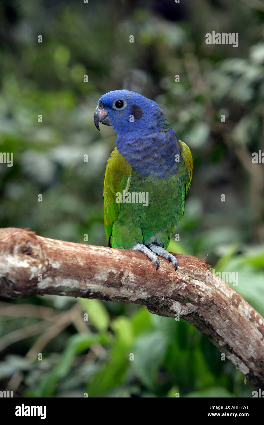 The blue headed parrot hi-res stock photography and images - Alamy