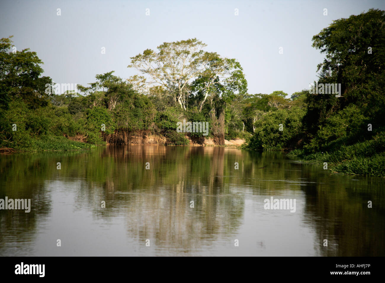 Pantanal wetlands Brazil Stock Photo - Alamy