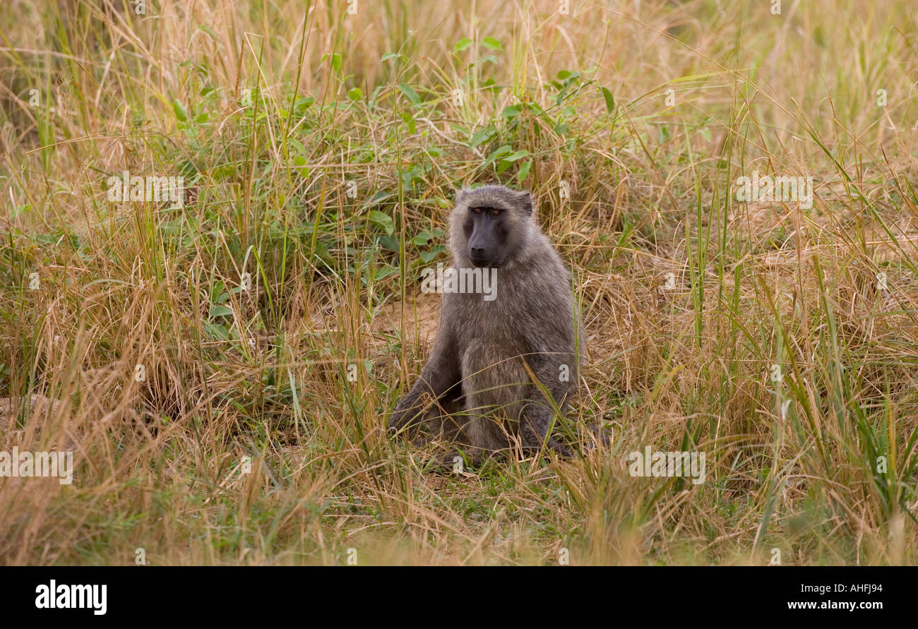 BABOON Papio anubis Stock Photo - Alamy