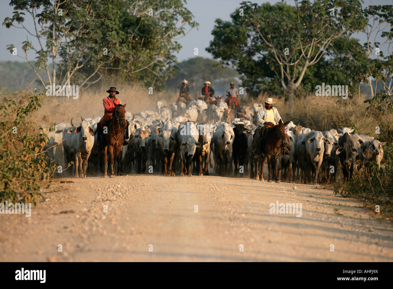 Pantanal wetlands Brazil Stock Photo - Alamy