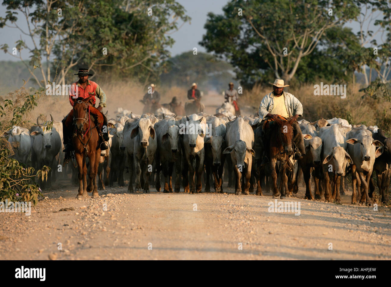 Cowboys Herding cattle along road in the Pantanal wetlands Brazil Stock ...