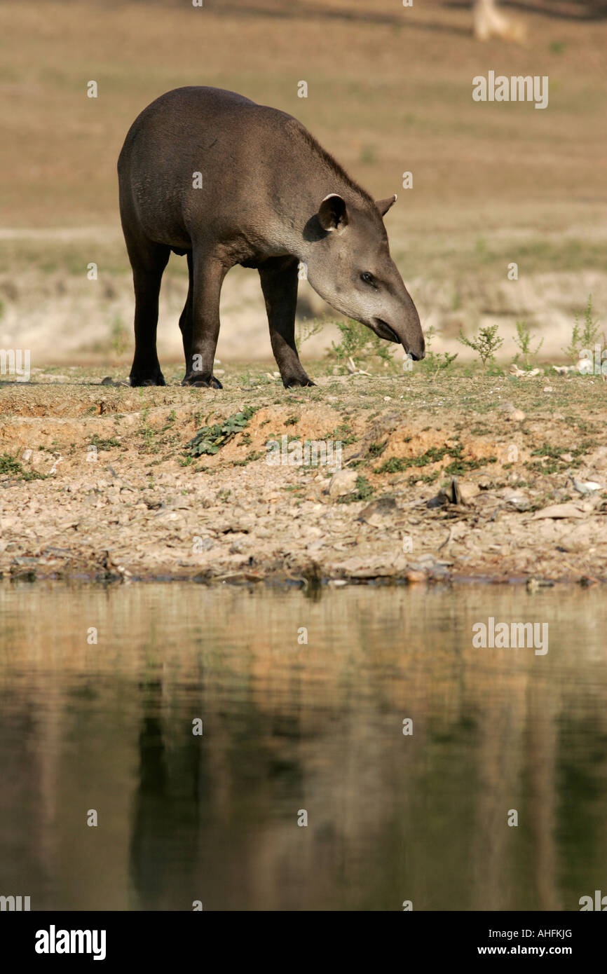 Brazilian tapir Tapirus terrestris Stock Photo - Alamy