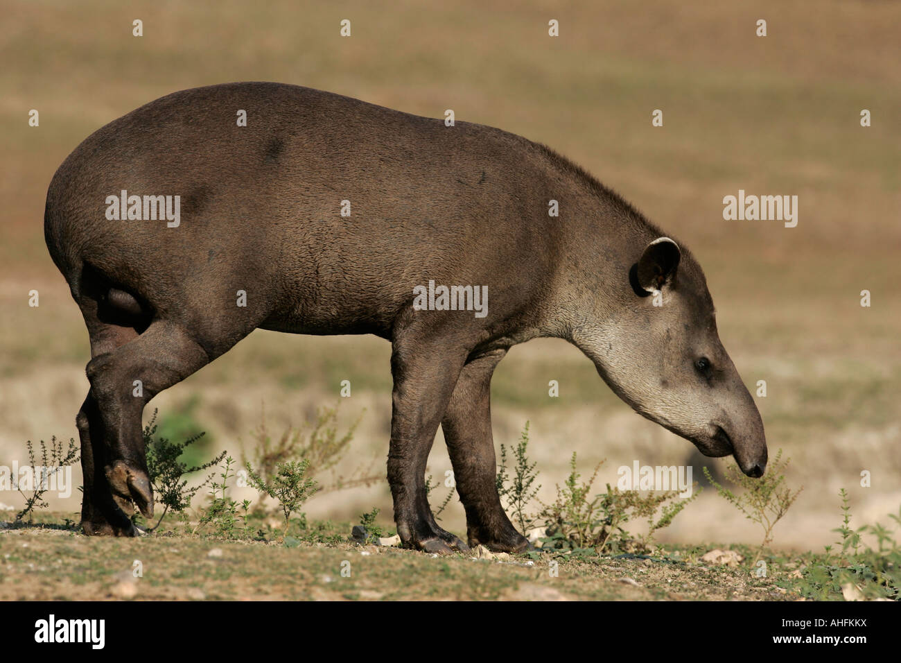 Brazilian tapir Tapirus terrestris Stock Photo - Alamy