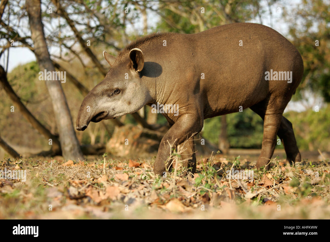 Brazilian tapir Tapirus terrestris Stock Photo - Alamy
