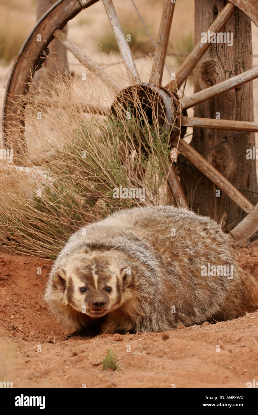 Badger with wagon wheel Stock Photo - Alamy