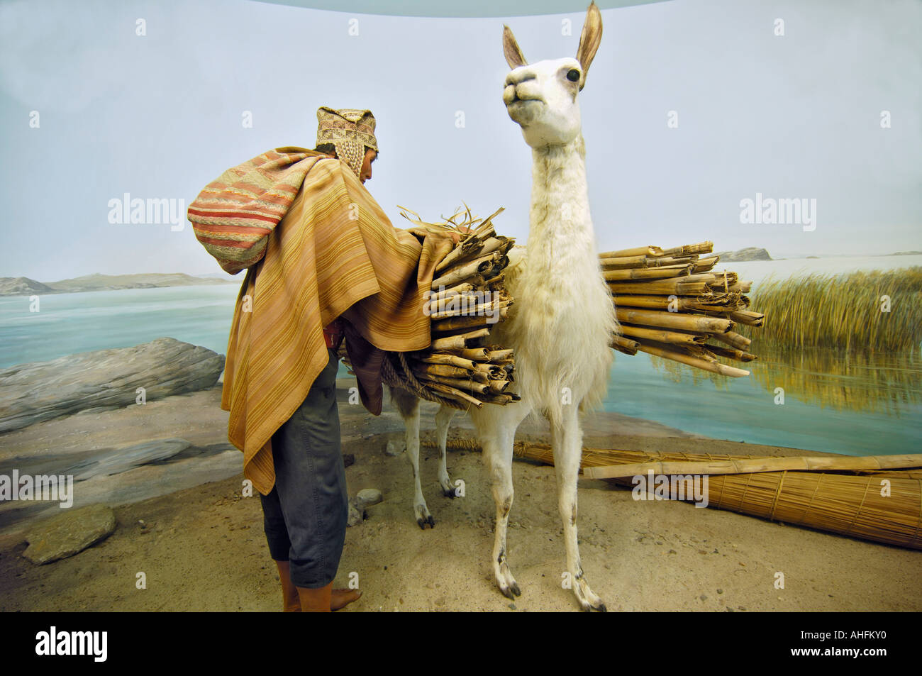 Native with lama at the Titicaca Lake, South America, Ueberseemuseum ...