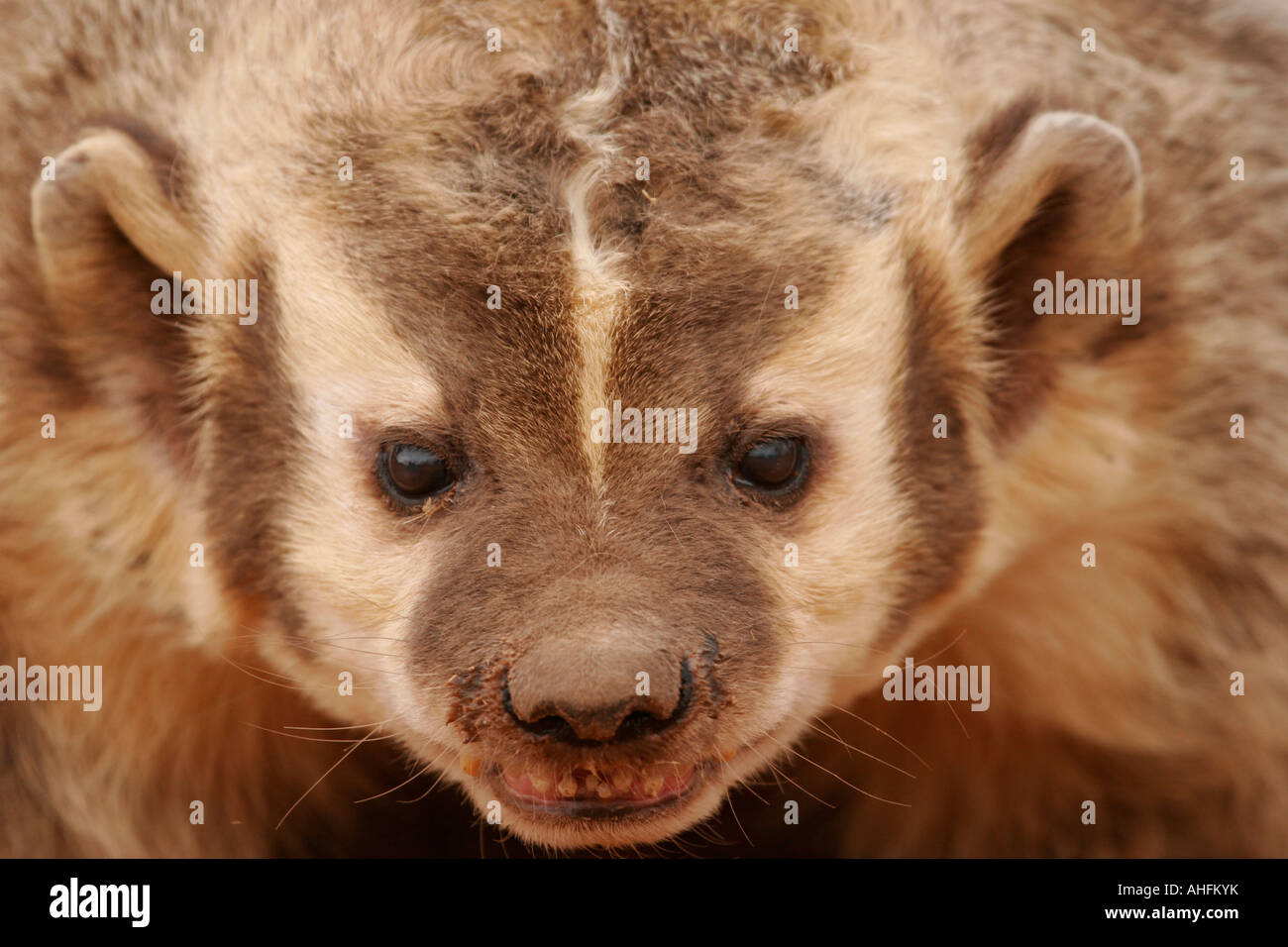 Badger teeth hi-res stock photography and images - Alamy
