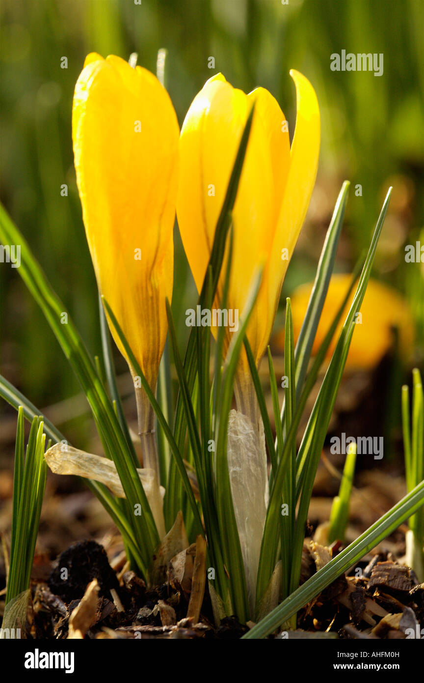 Close up of yellow crocus Stock Photo - Alamy