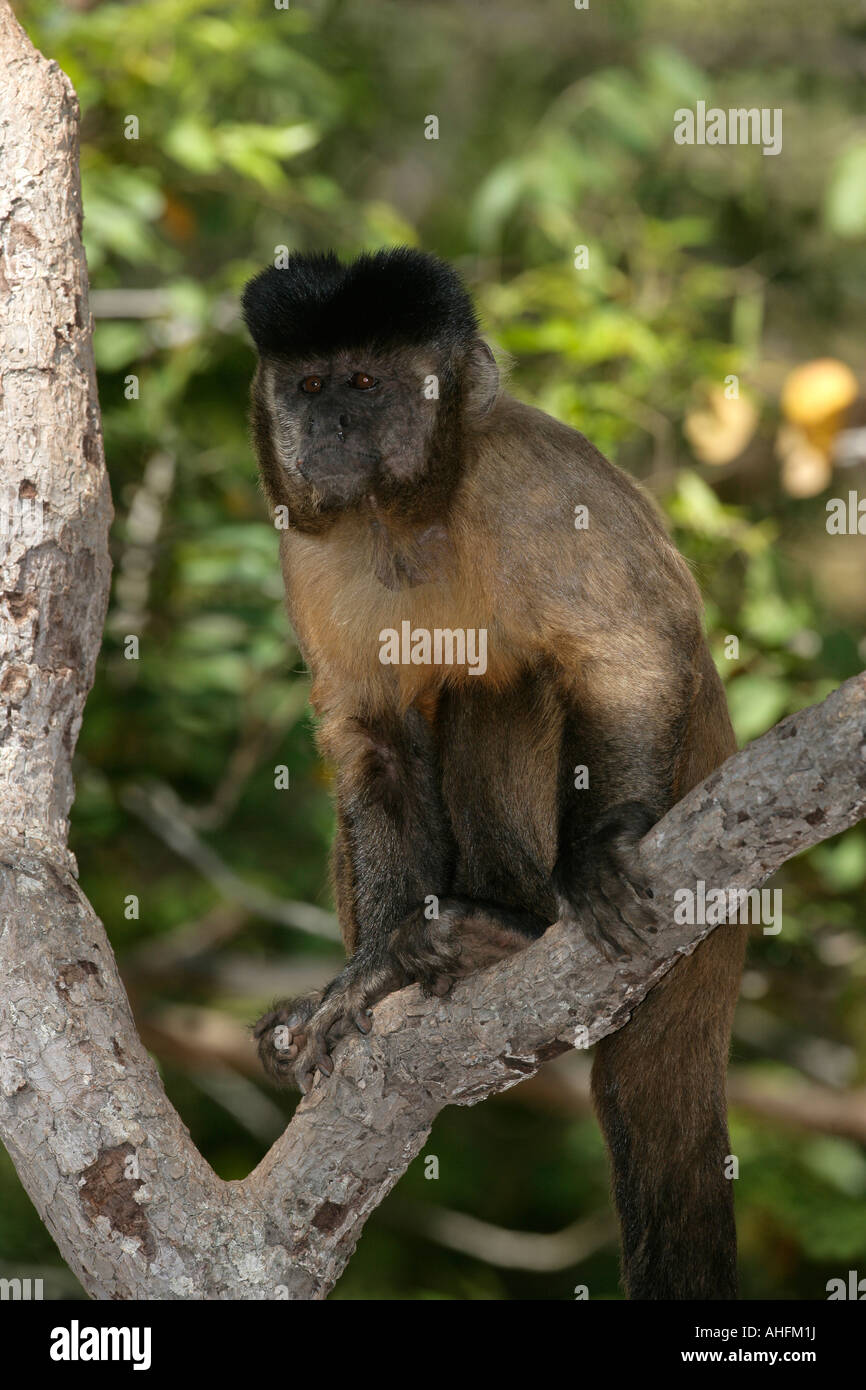 Brown capuchin or black-striped capuchin or bearded capuchin, Cebus ...