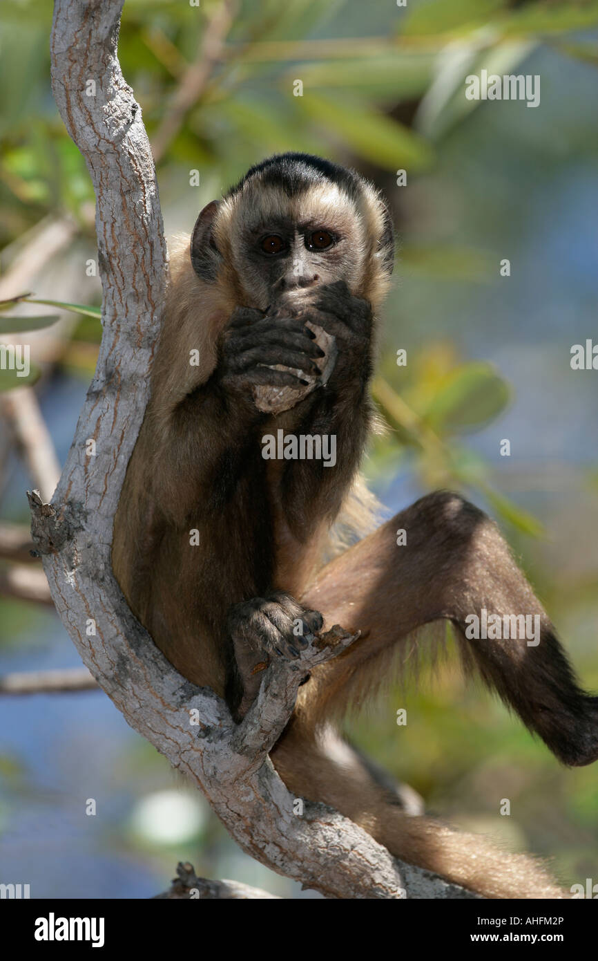 Black striped capuchin black striped capuchin hi-res stock photography ...