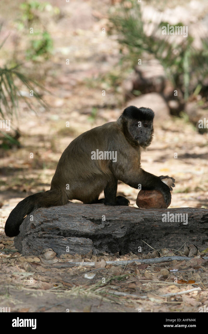 Bearded capuchin cracking nut hi-res stock photography and images - Alamy