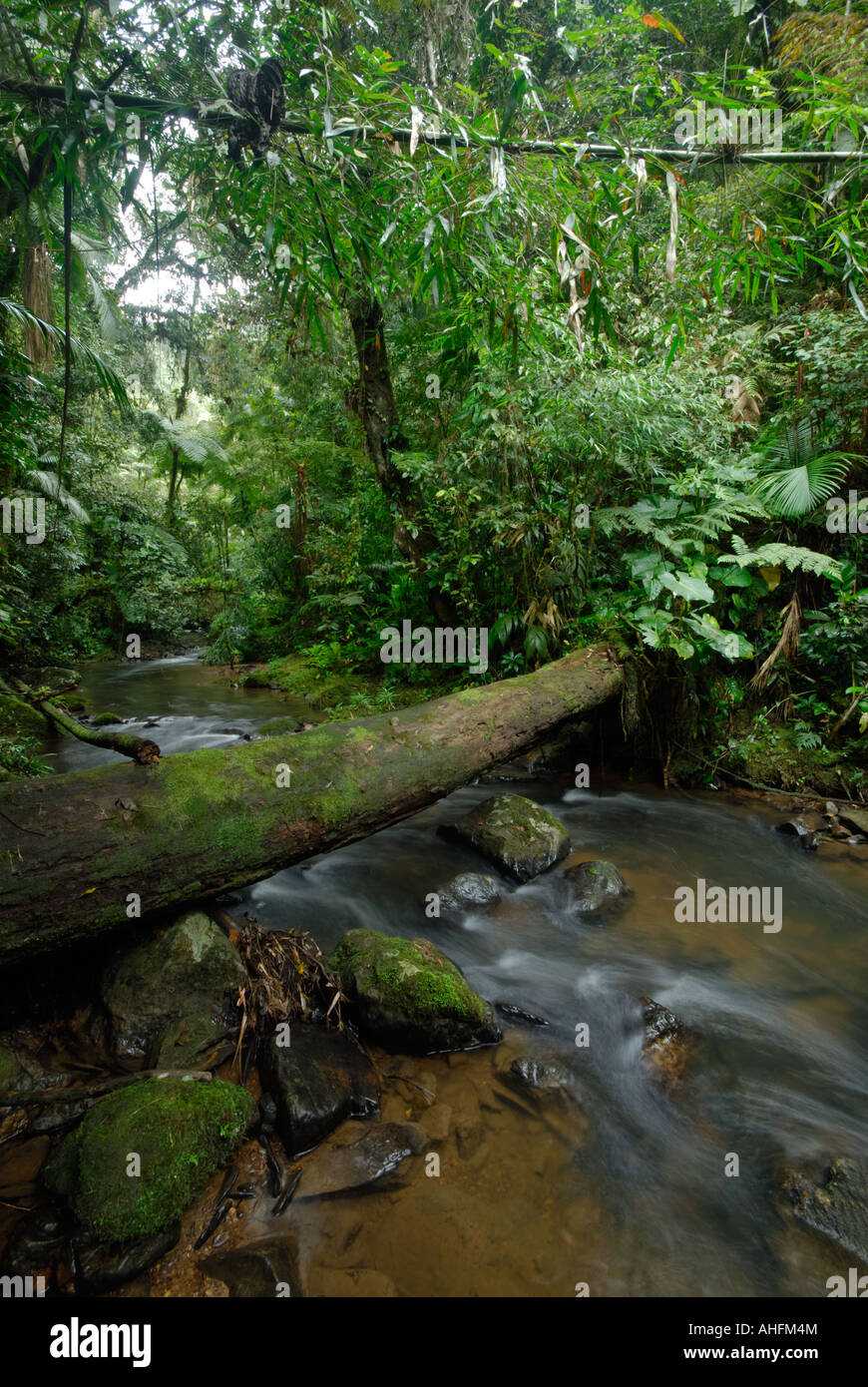 Small creek in the rainforest Stock Photo - Alamy