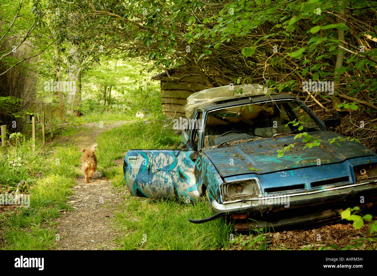Small dog walking on path beside rusting old car beside path in ...