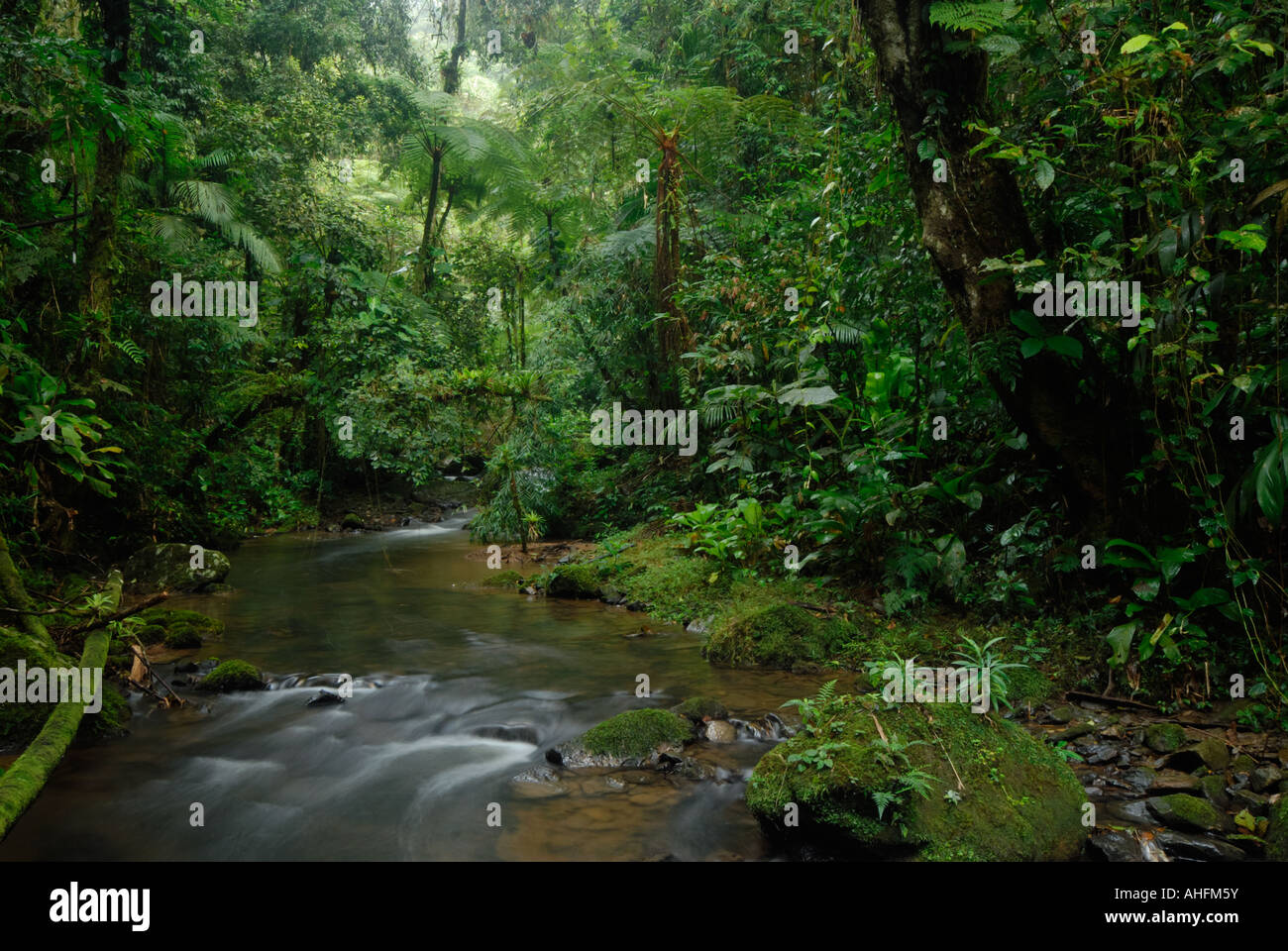 Small creek in the rainforest Stock Photo - Alamy