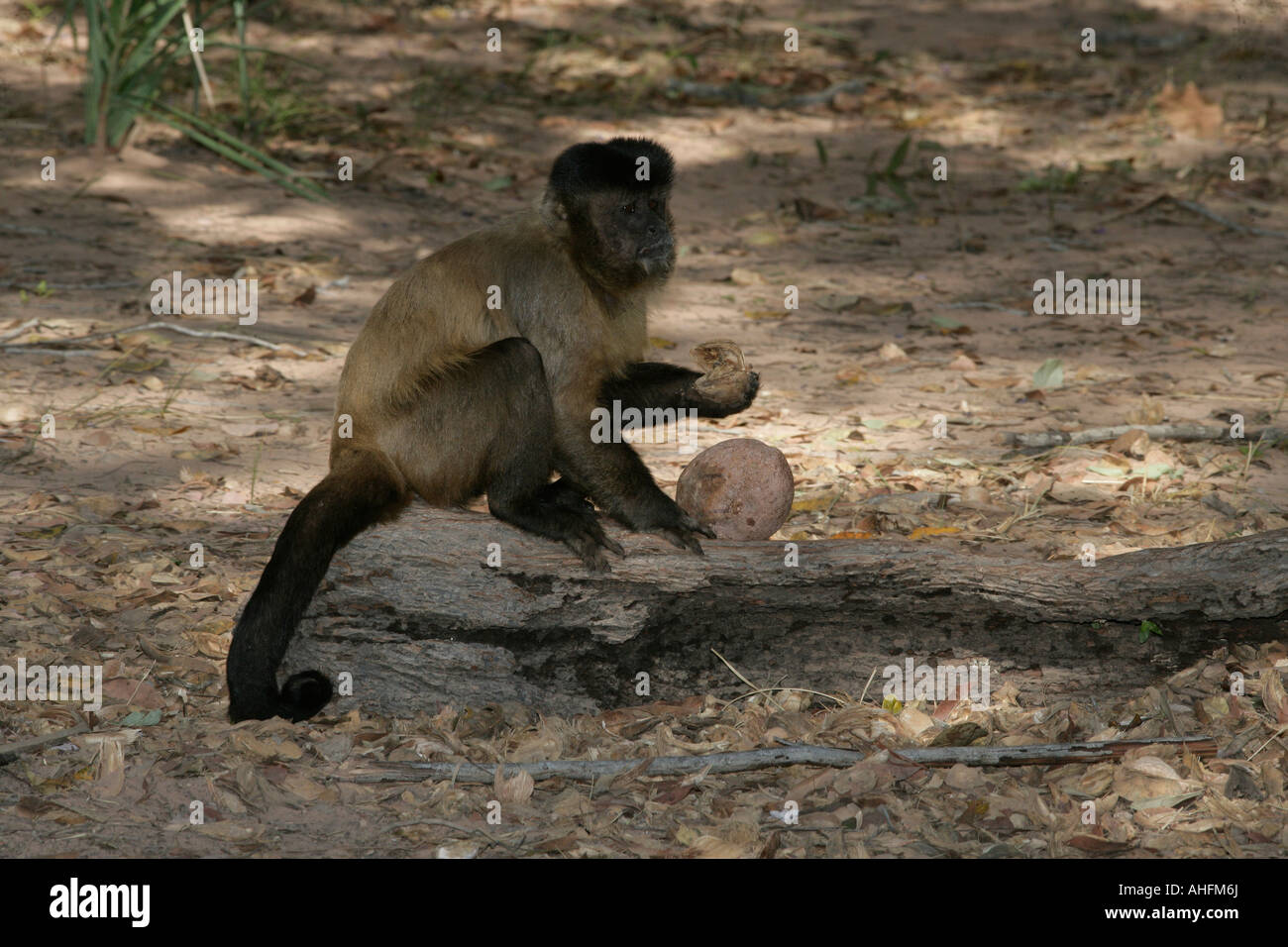 Bearded capuchin cracking nut hi-res stock photography and images - Alamy