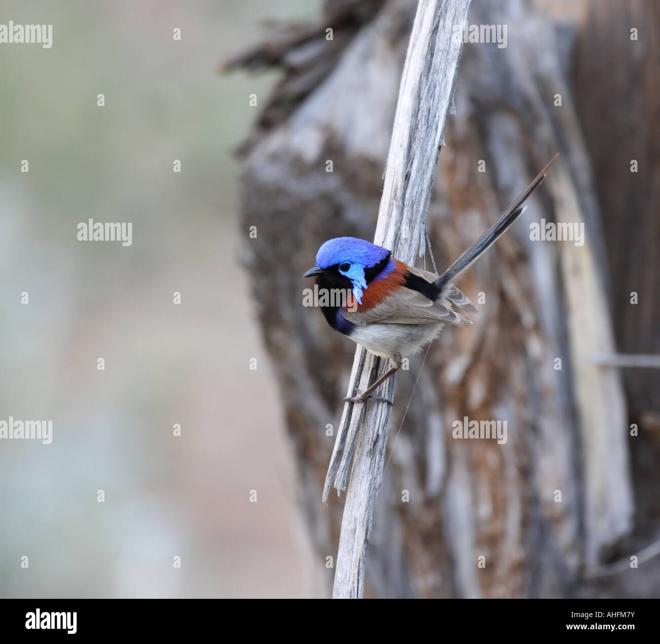 Variegated wren, malarus asssimilis, adult male perched Stock Photo - Alamy