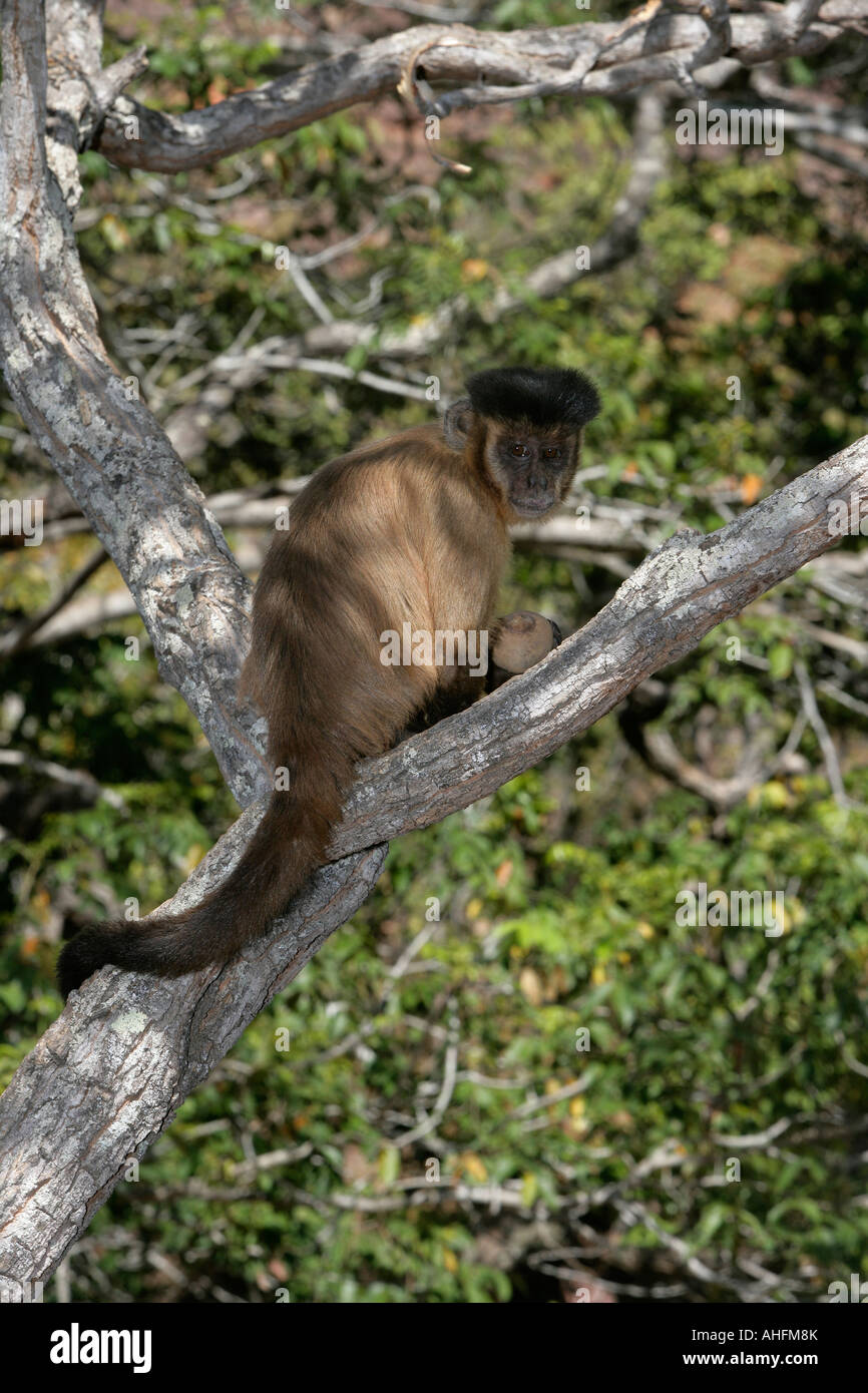 Brown capuchin or black-striped capuchin or bearded capuchin, Cebus ...