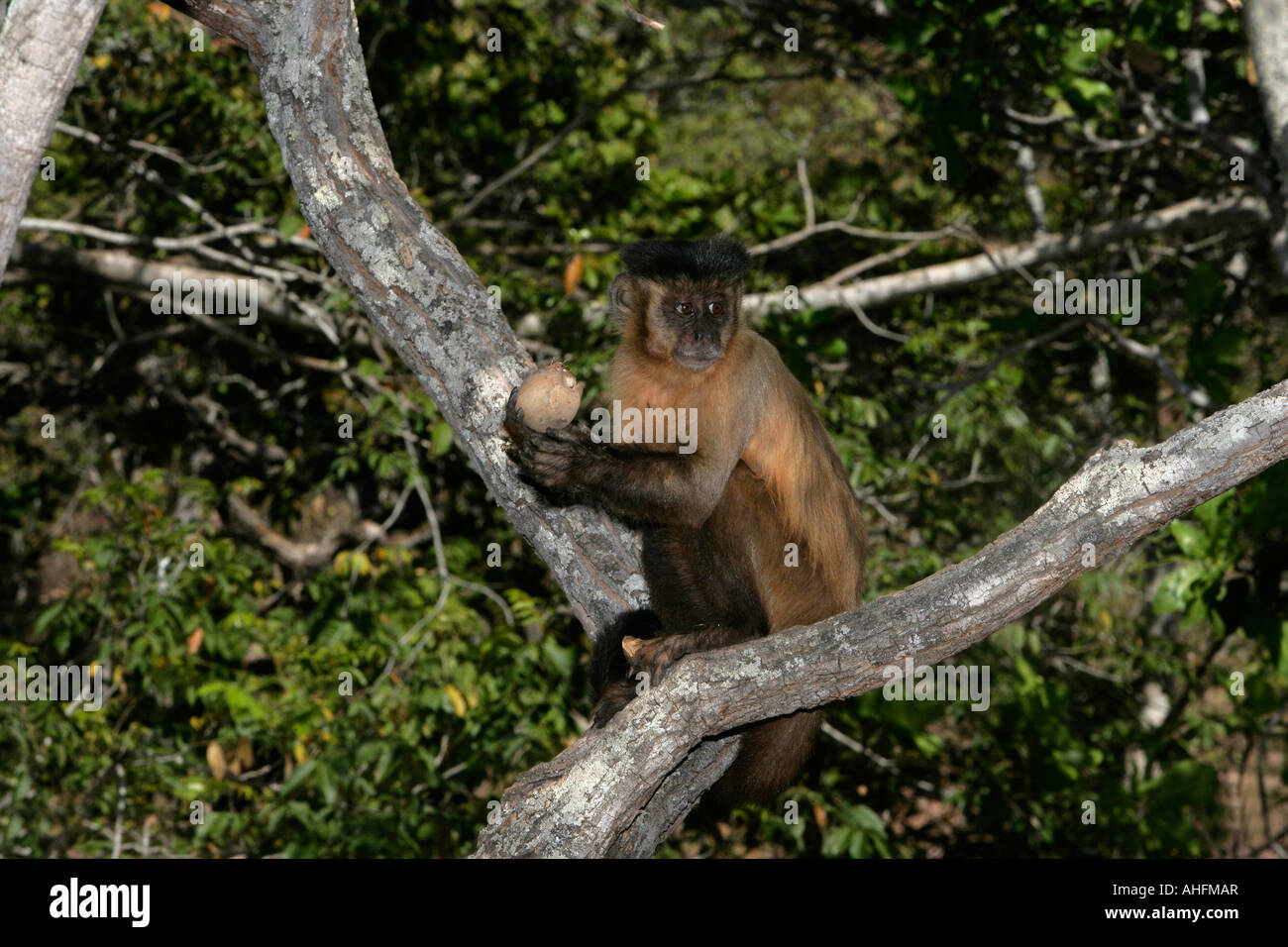 Bearded capuchin hi-res stock photography and images - Alamy