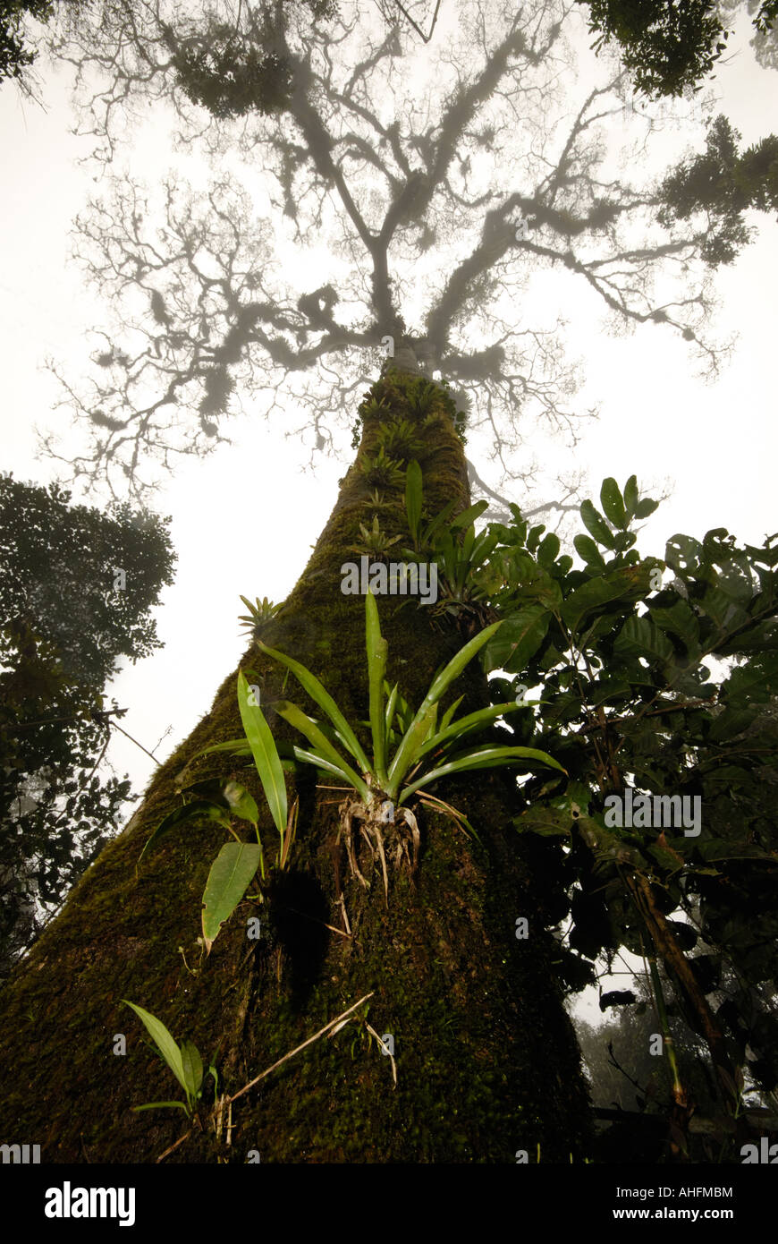 Jatoba tree hi-res stock photography and images - Alamy