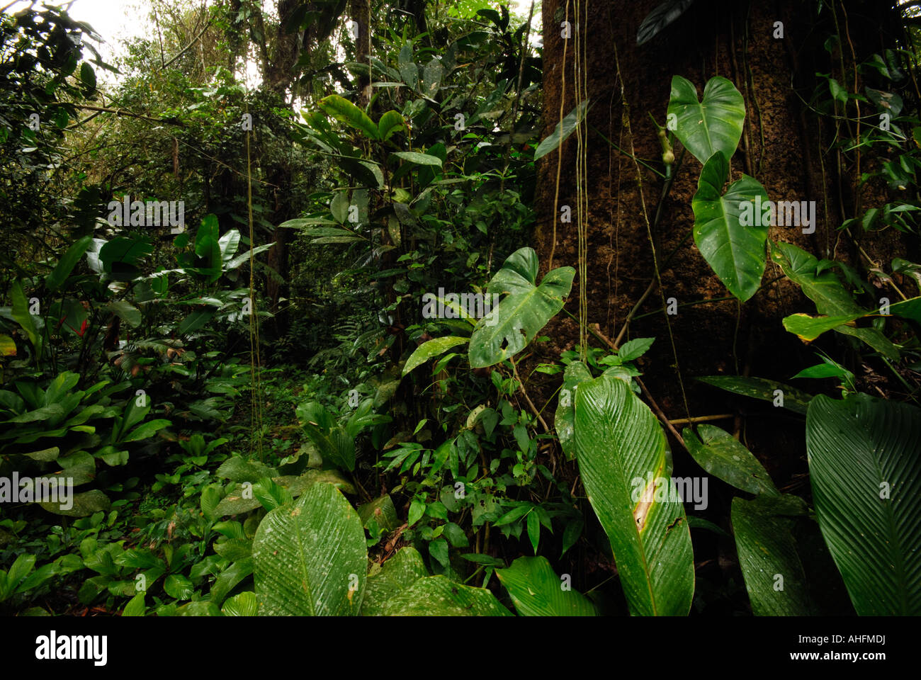 Vegetation of the atlantic rain forest hi-res stock photography and ...
