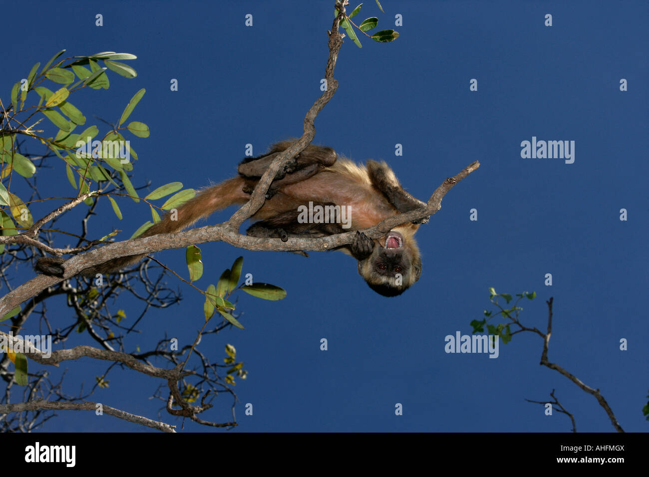 Bearded capuchin hi-res stock photography and images - Alamy