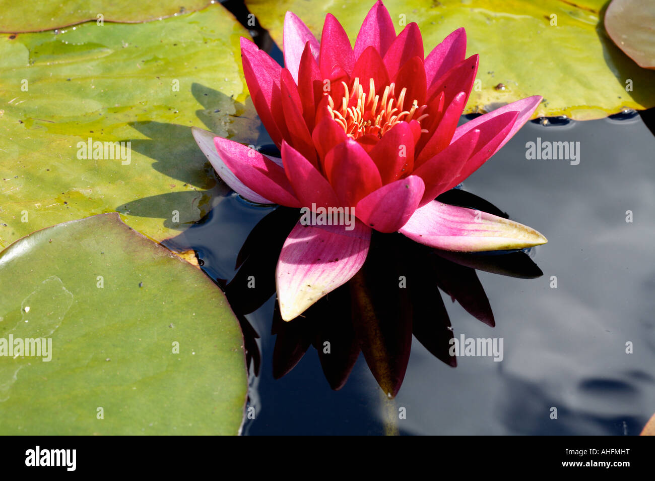 Close up of pink Nymphaea Stock Photo - Alamy