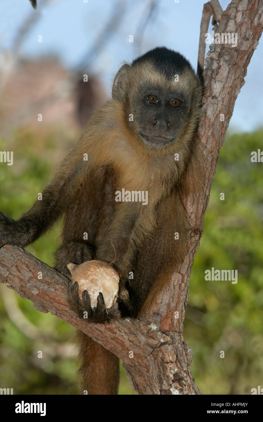 Bearded capuchin hi-res stock photography and images - Alamy