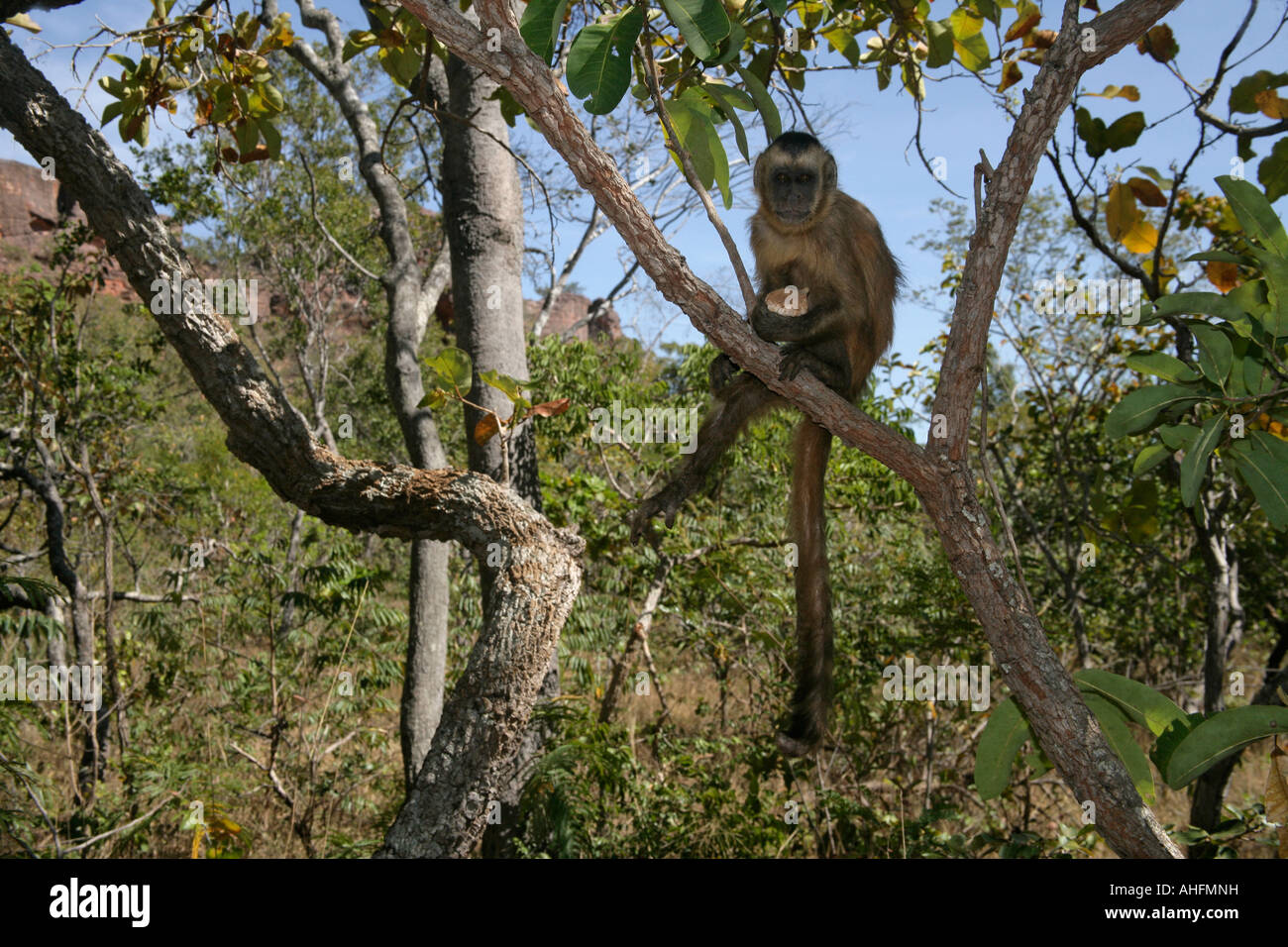 Brown capuchin or black-striped capuchin or bearded capuchin, Cebus ...