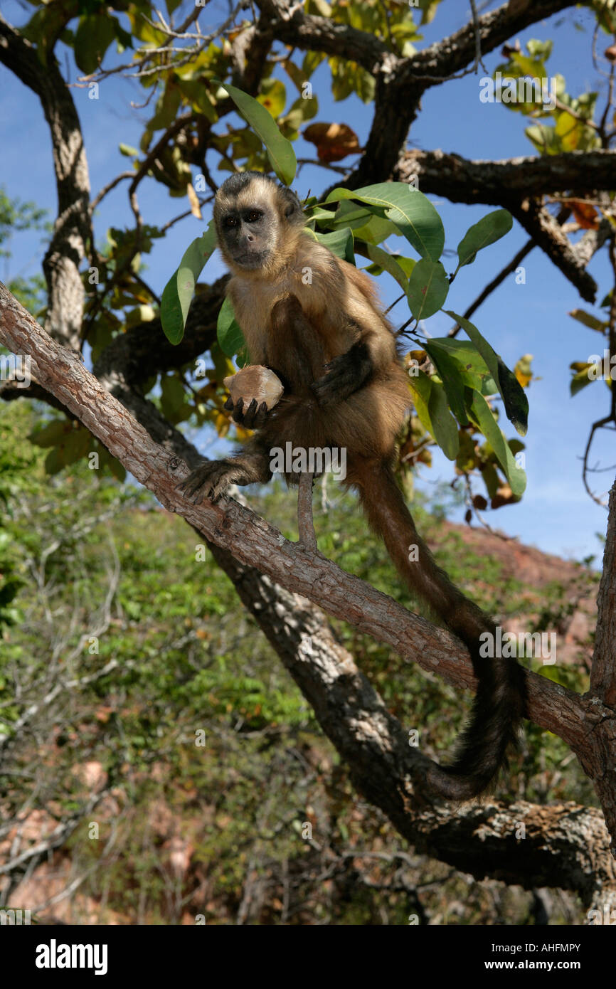 Brown capuchin or black-striped capuchin or bearded capuchin, Cebus ...