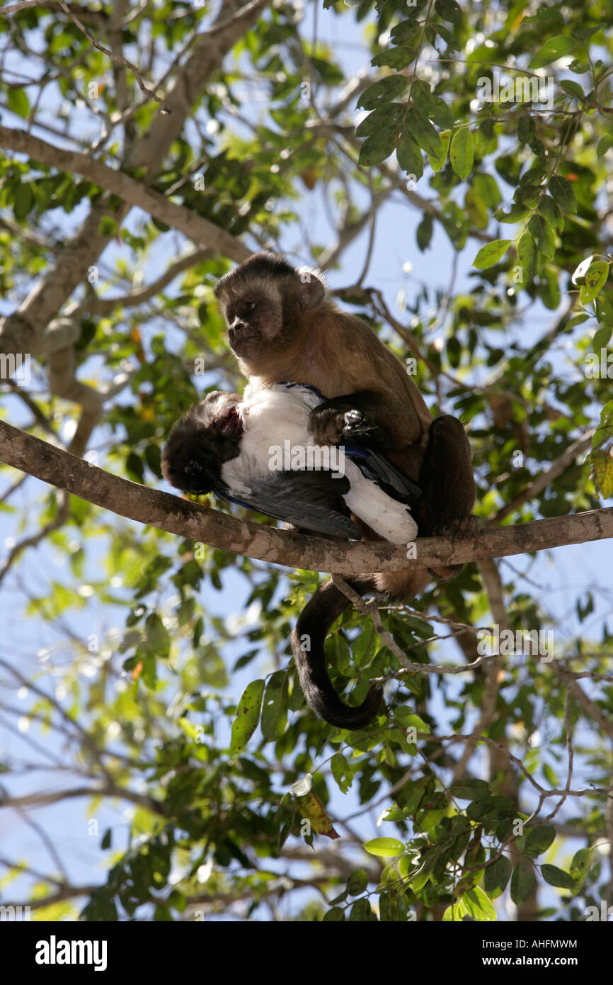 Capuchin bird hi-res stock photography and images - Alamy
