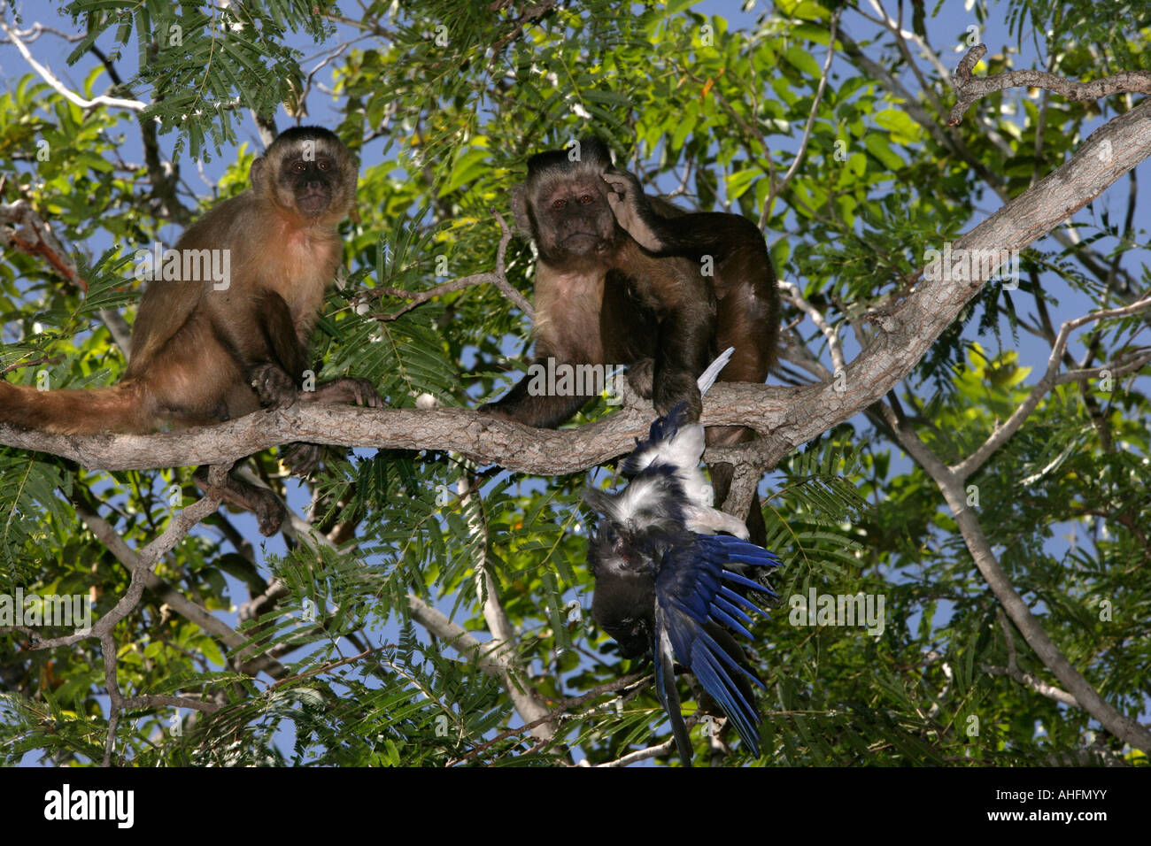 Capuchin Bird High Resolution Stock Photography and Images - Alamy